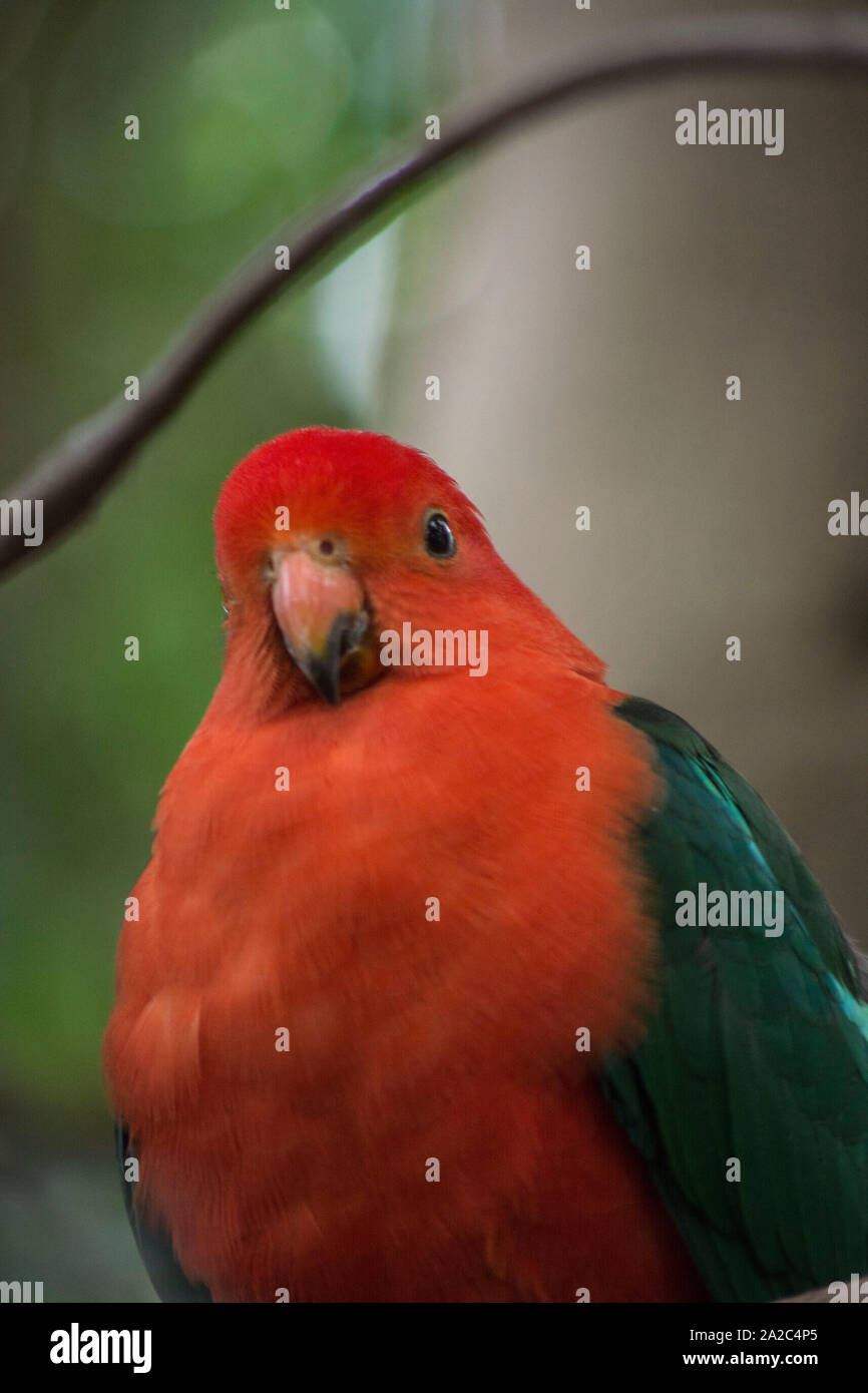 Australian great parrot Stock Photo - Alamy