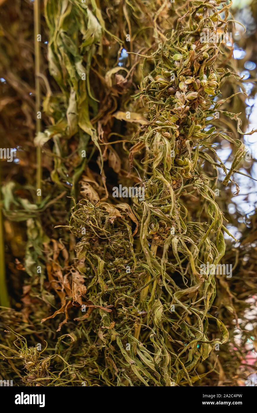 Branches of dry grass hemp with seed closeup. Industrial hemp ...
