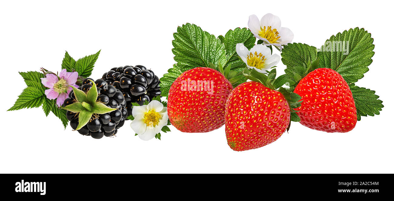 Strawberry and blackberry with flower isolated on white background ...