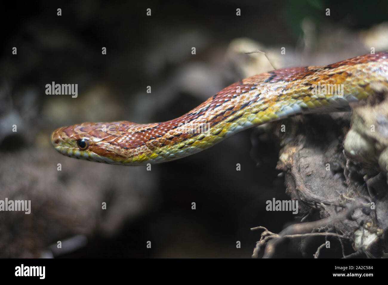 Baby snakes hi-res stock photography and images - Alamy