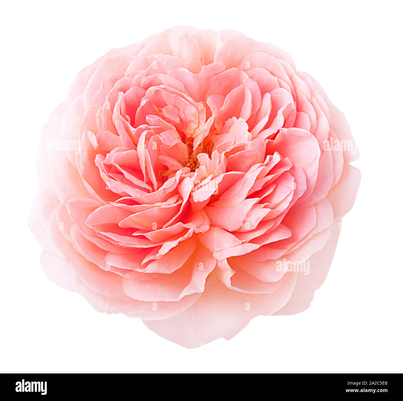 Pinc rose isolated on white background Stock Photo - Alamy