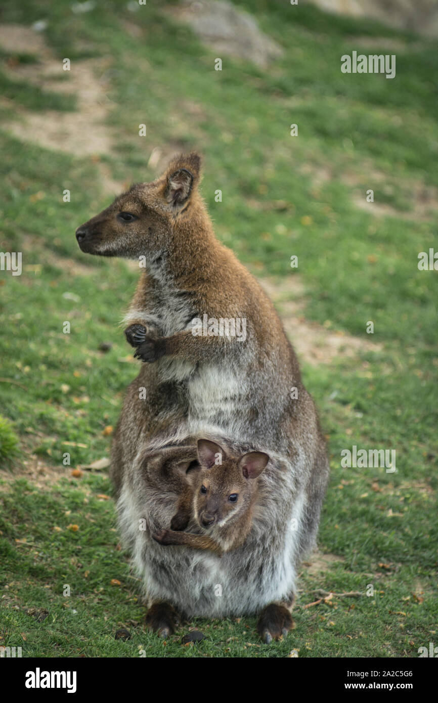 Kangaroo with baby Stock Photo - Alamy