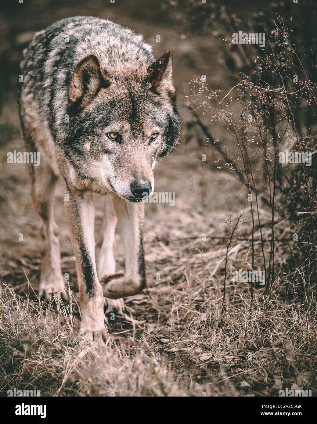 Wolf portrait hi-res stock photography and images - Alamy