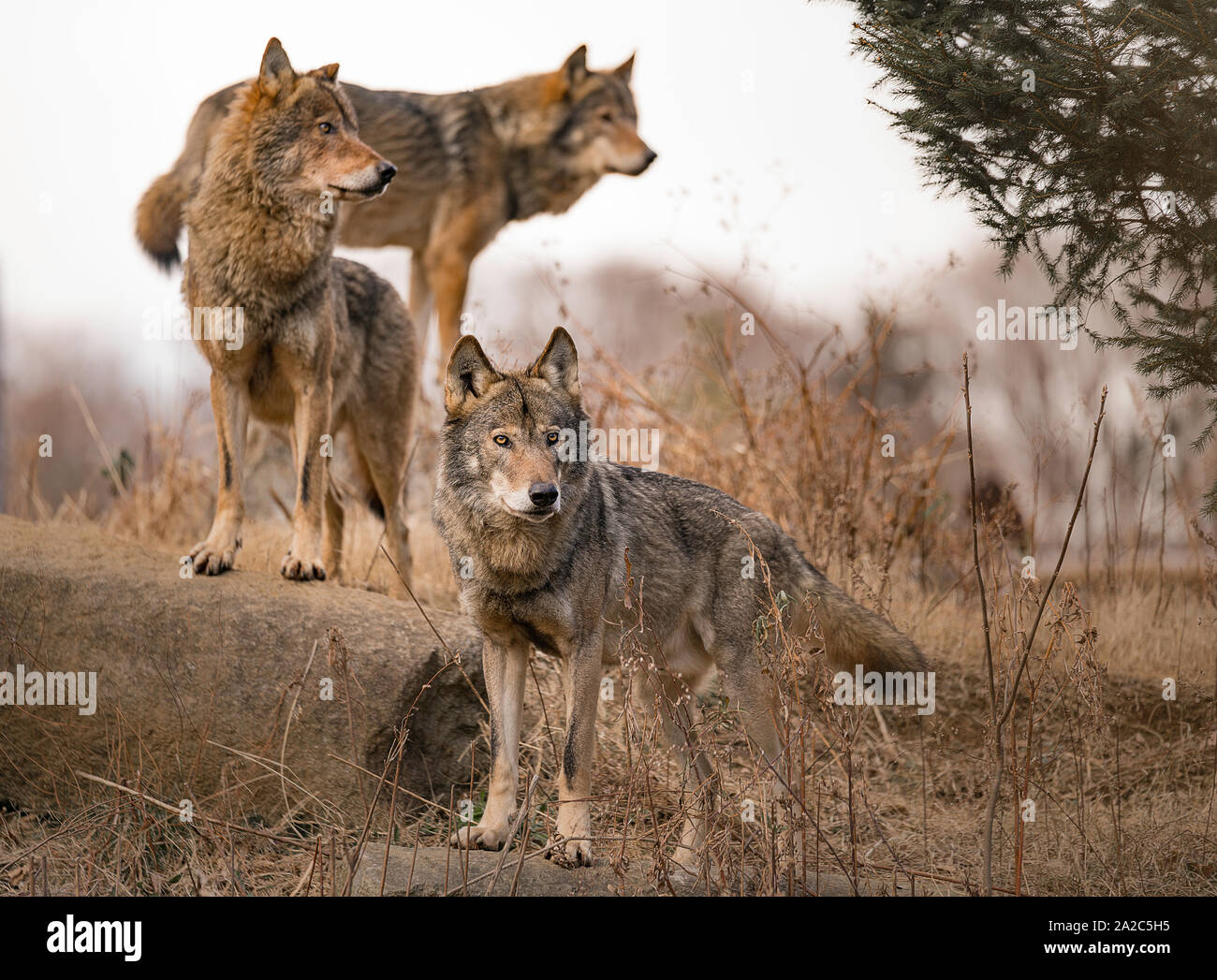 wolf pack wolves Stock Photo - Alamy