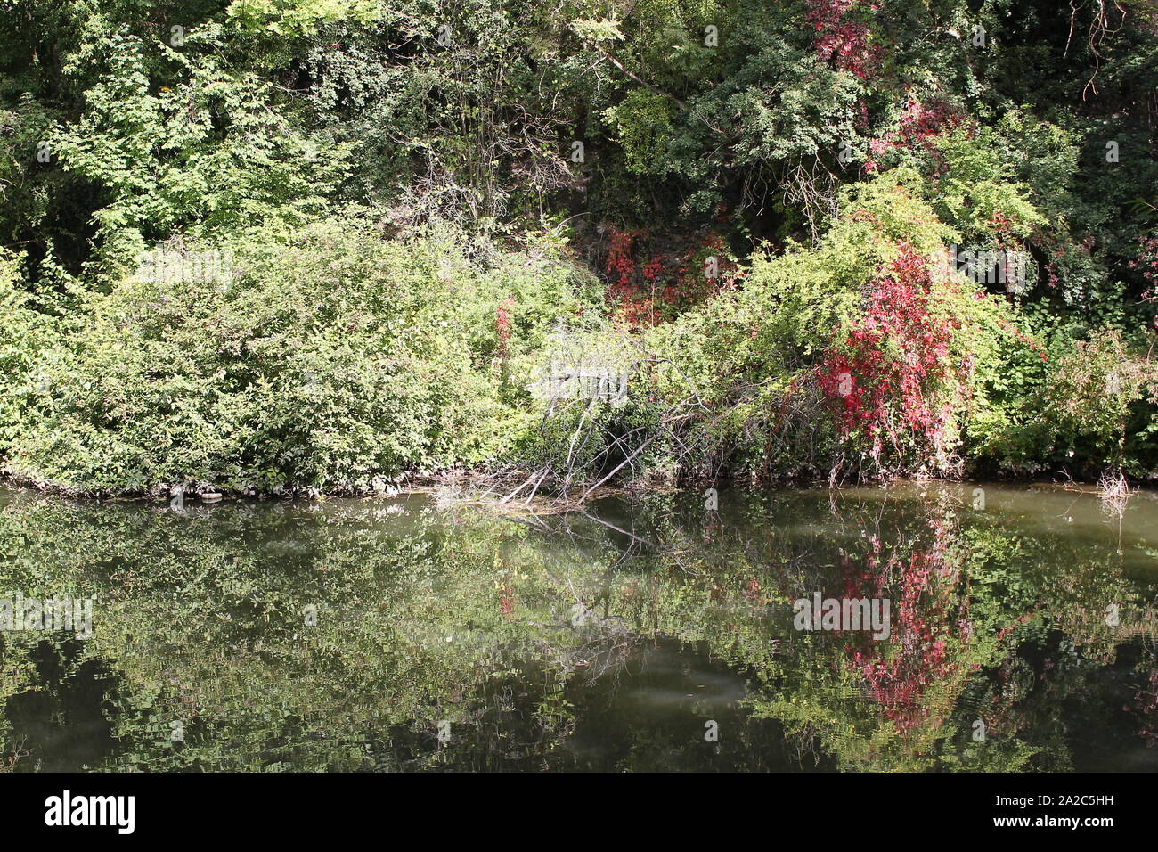 Water reflecting trees and bushes growing on the shoreline Stock Photo ...