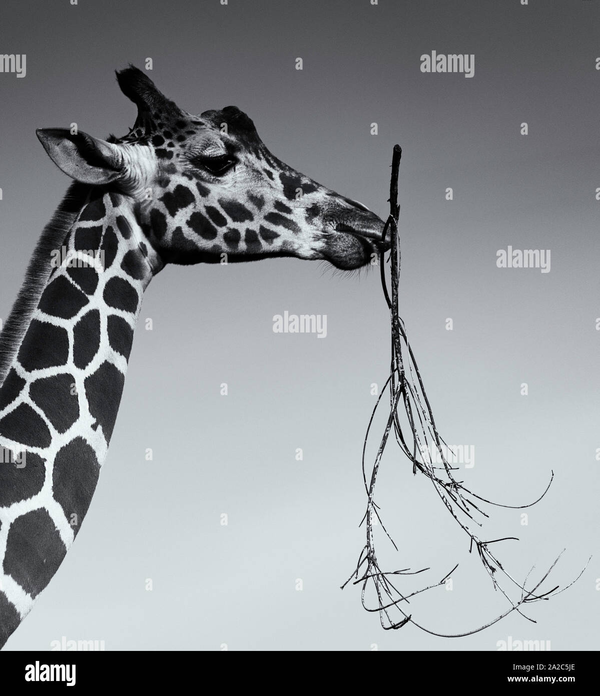 giraffe eating portrait Stock Photo - Alamy