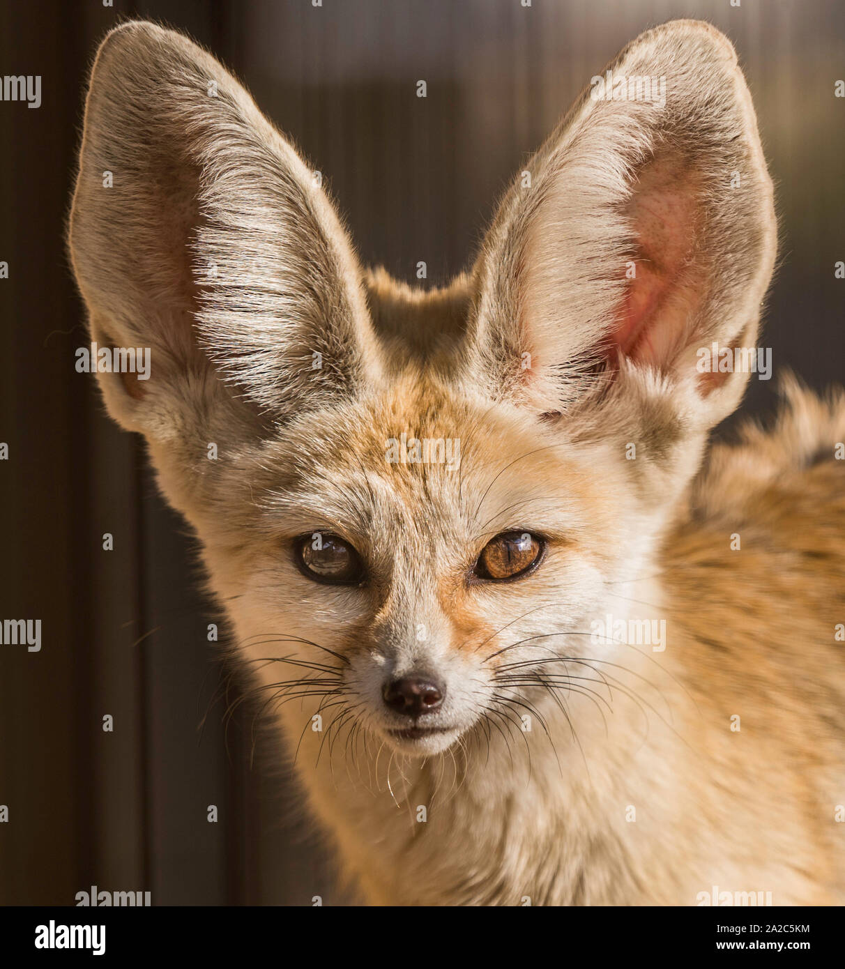 fennec fox portrait Stock Photo - Alamy