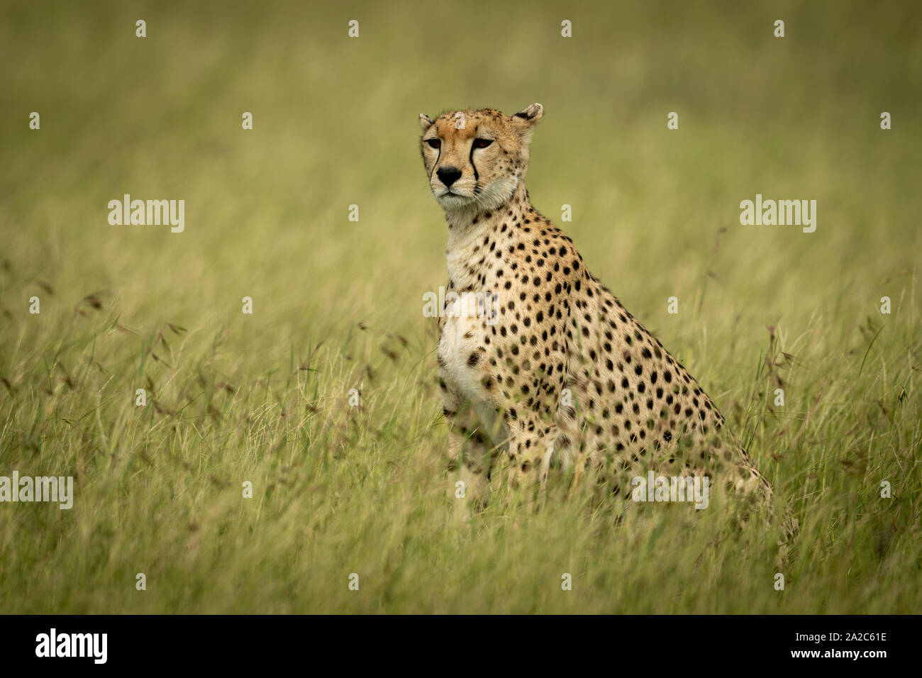 Cheetah sits in long grass facing left Stock Photo - Alamy