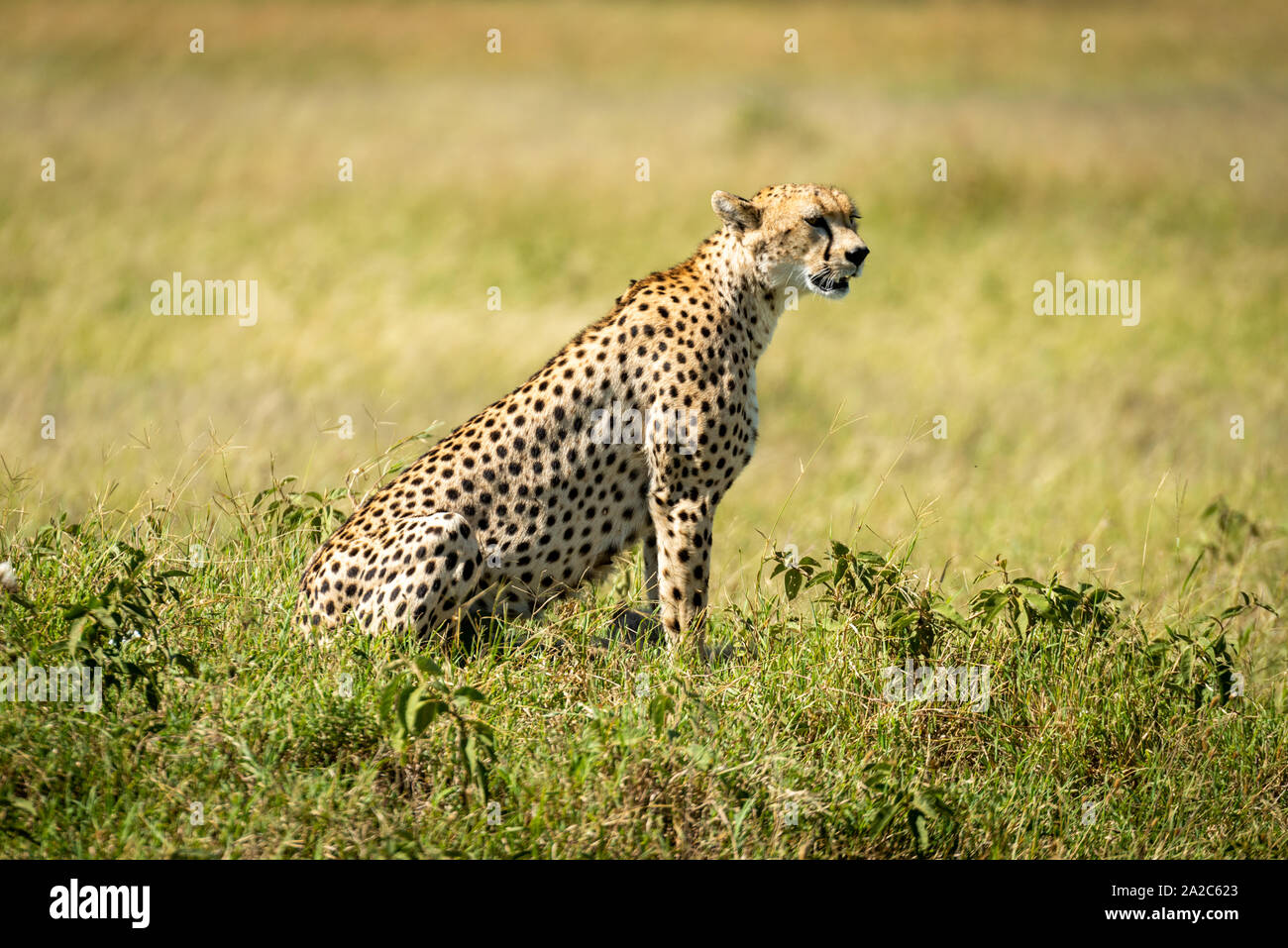 Cheetah facing right hi-res stock photography and images - Alamy
