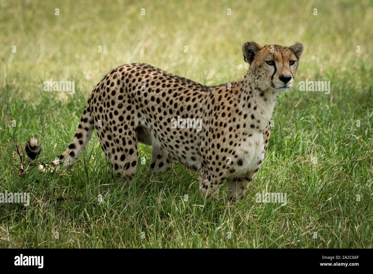 Cheetah stands in tall grass facing right Stock Photo - Alamy