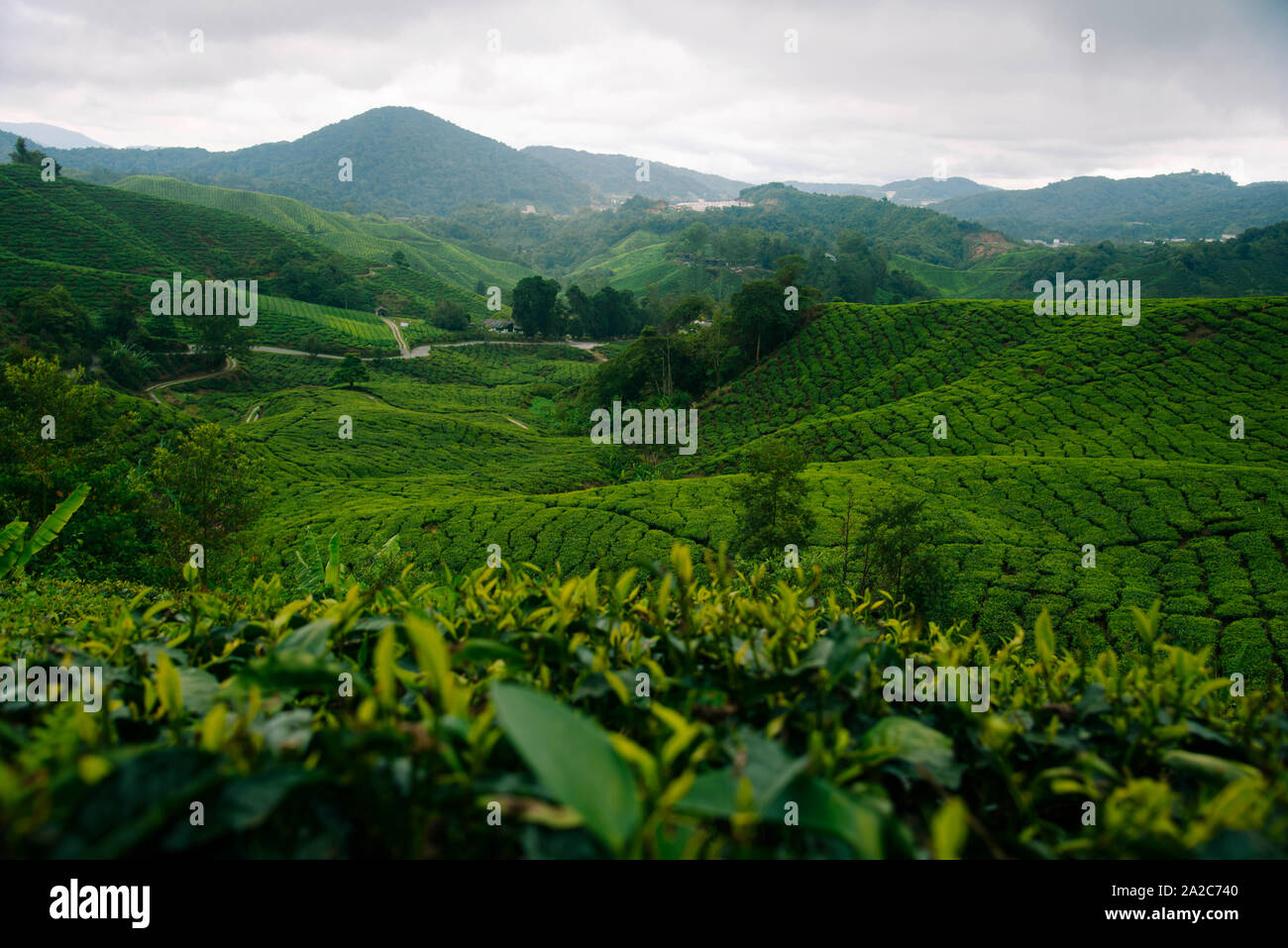 Tea plantations in the Cameron Highlands, Malaysia Stock Photo - Alamy