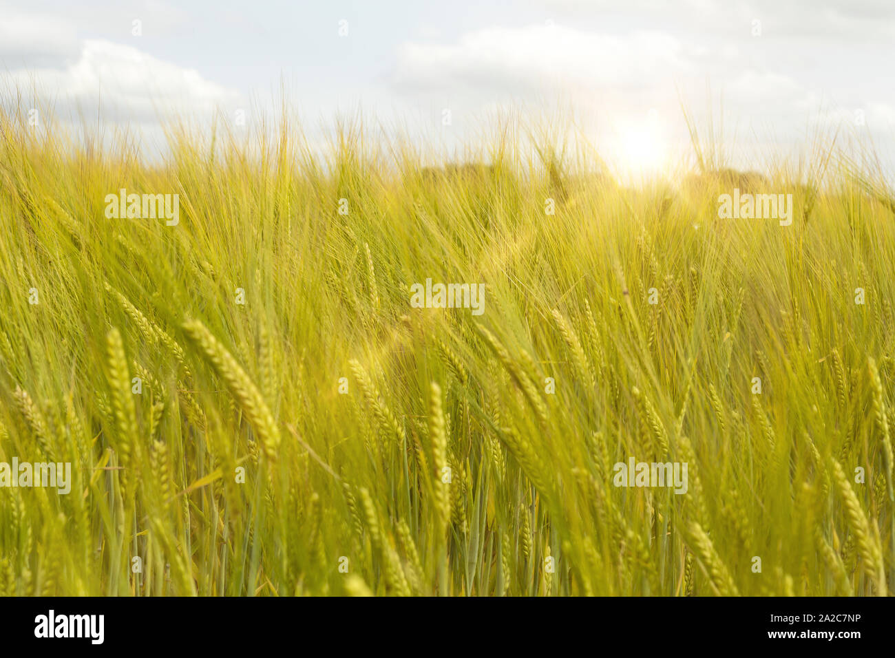 Setting sun on a field of corn hi-res stock photography and images - Alamy