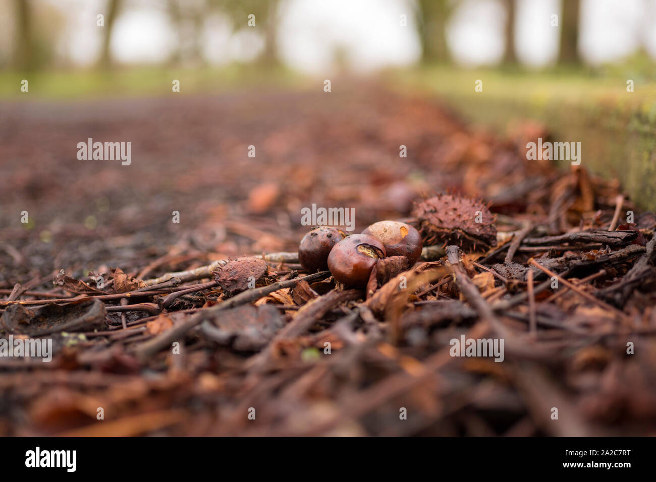 Conker Tree Leaves High Resolution Stock Photography and Images - Alamy