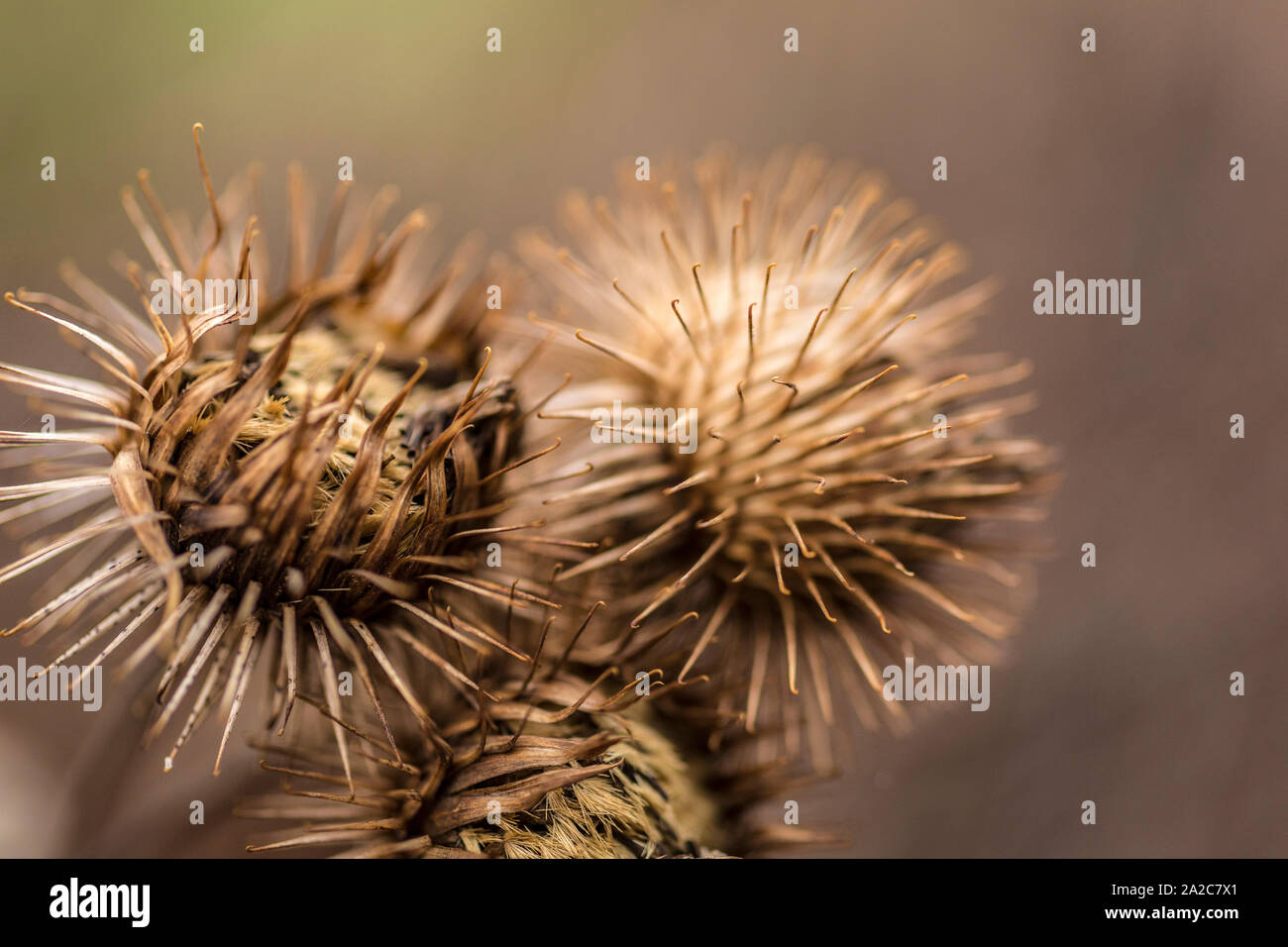 Fall dried thistle hi-res stock photography and images - Alamy