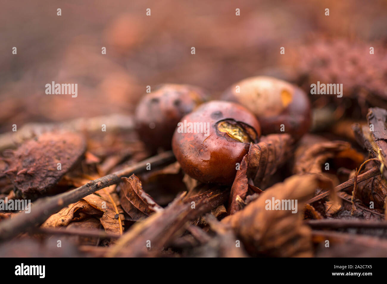 Dried leaves and conkers on the ground in Autumn Stock Photo - Alamy