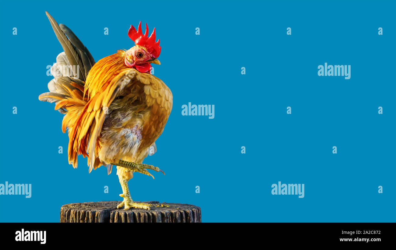 The serama or the malaysian serama are poses on the timber on a blue ...