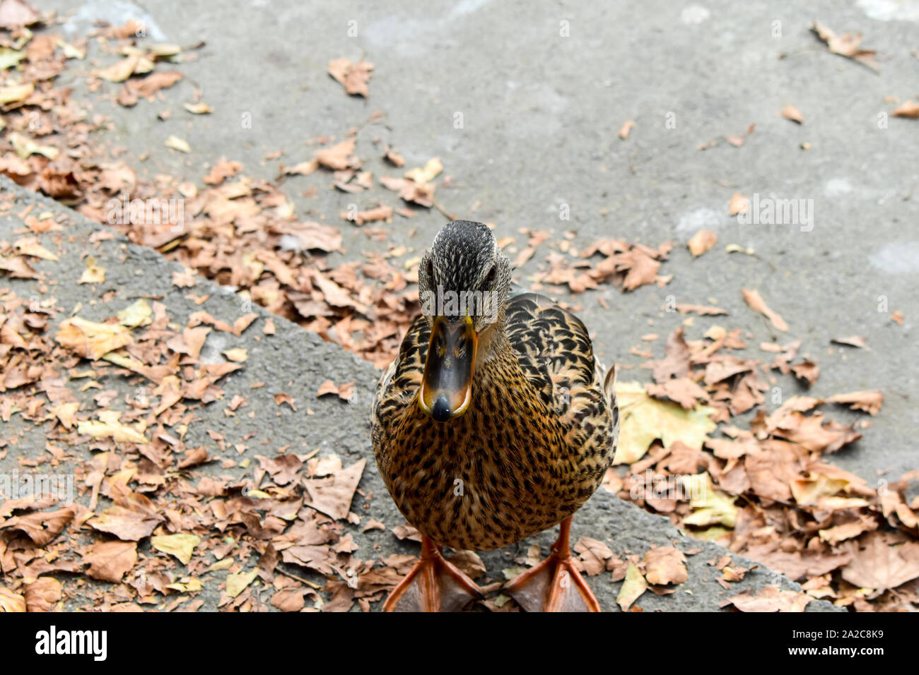 Wild mallard duck walking hi-res stock photography and images - Alamy
