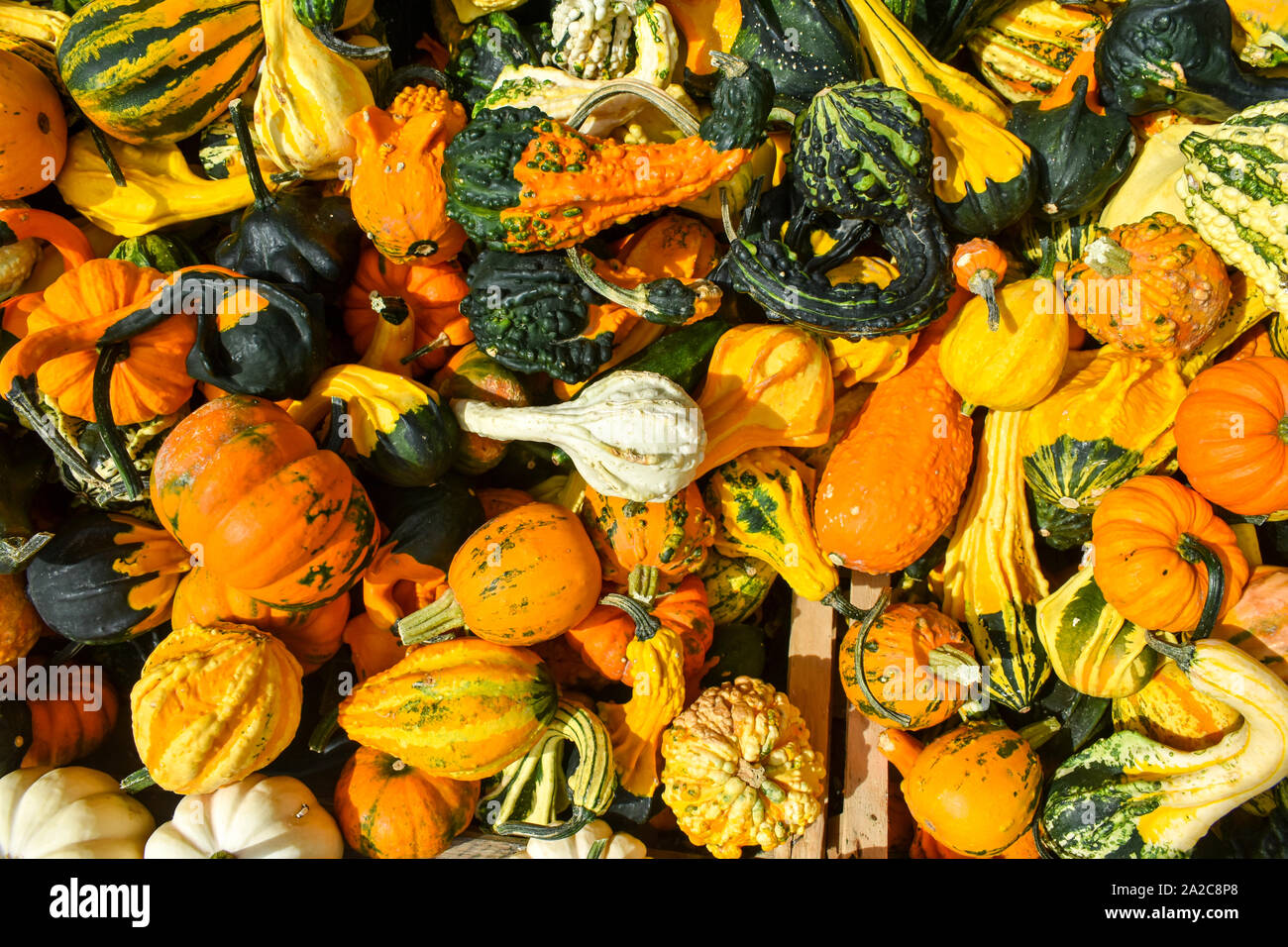 Colorful pumpkins and gourds. Autumn decoration Stock Photo - Alamy