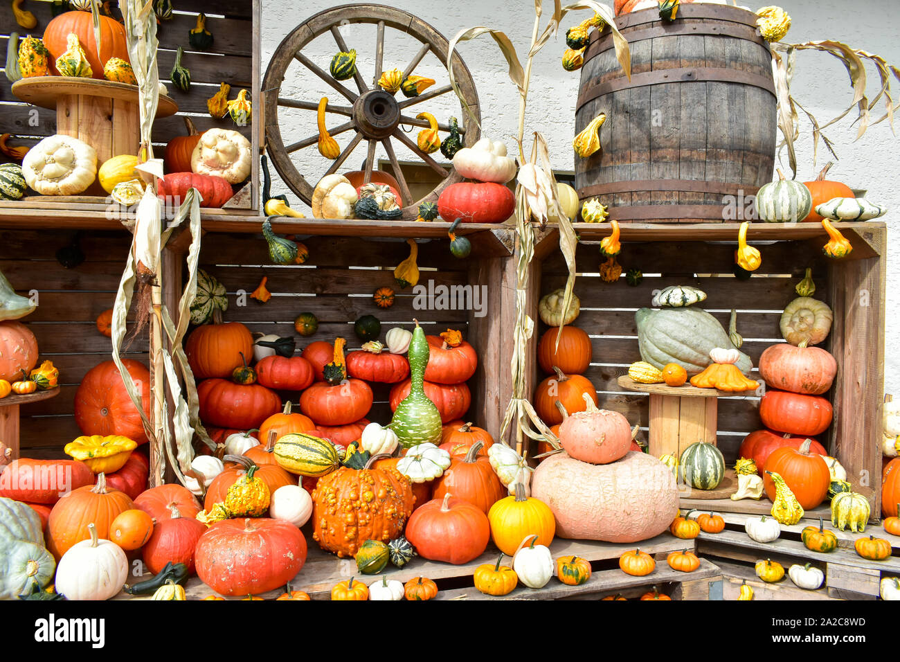 Colorful pumpkins and gourds. Autumn decoration Stock Photo - Alamy