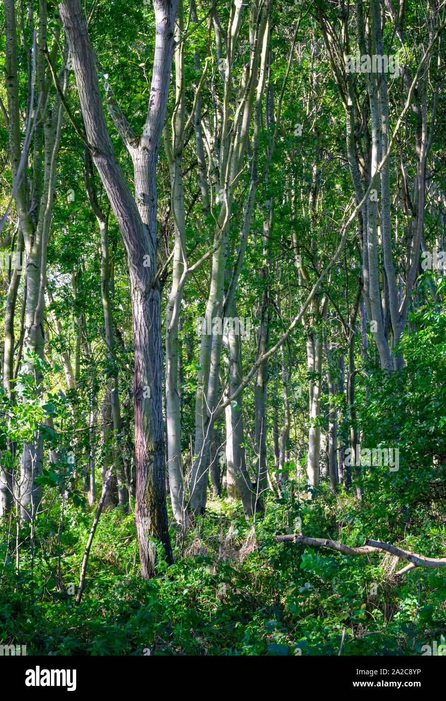 Great british woodlands hi-res stock photography and images - Alamy