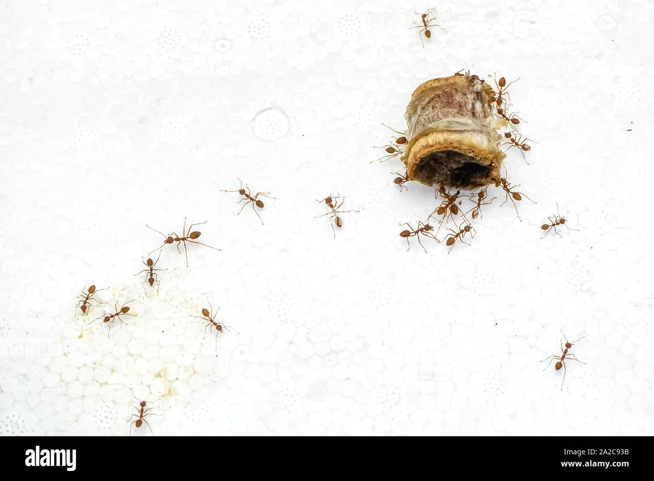 Red ants skin hi-res stock photography and images - Alamy