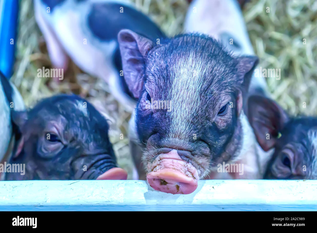 Many Pound Belly pig waiting for the food in the stall Stock Photo - Alamy
