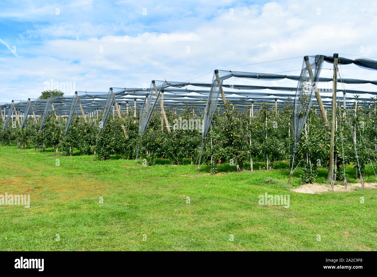Riped Fruits High Resolution Stock Photography and Images - Alamy
