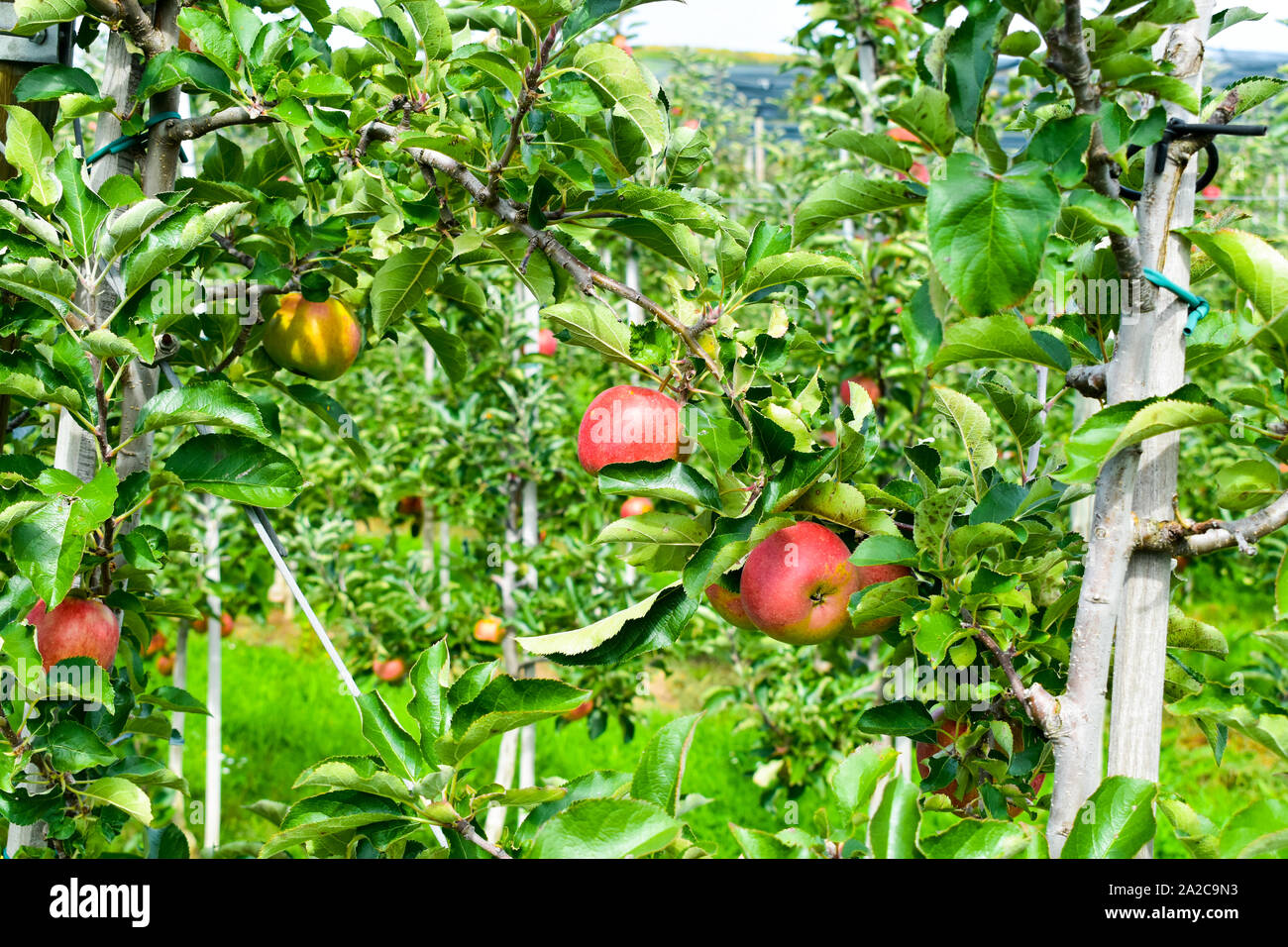 Apple orchard full of riped red fruits Stock Photo - Alamy