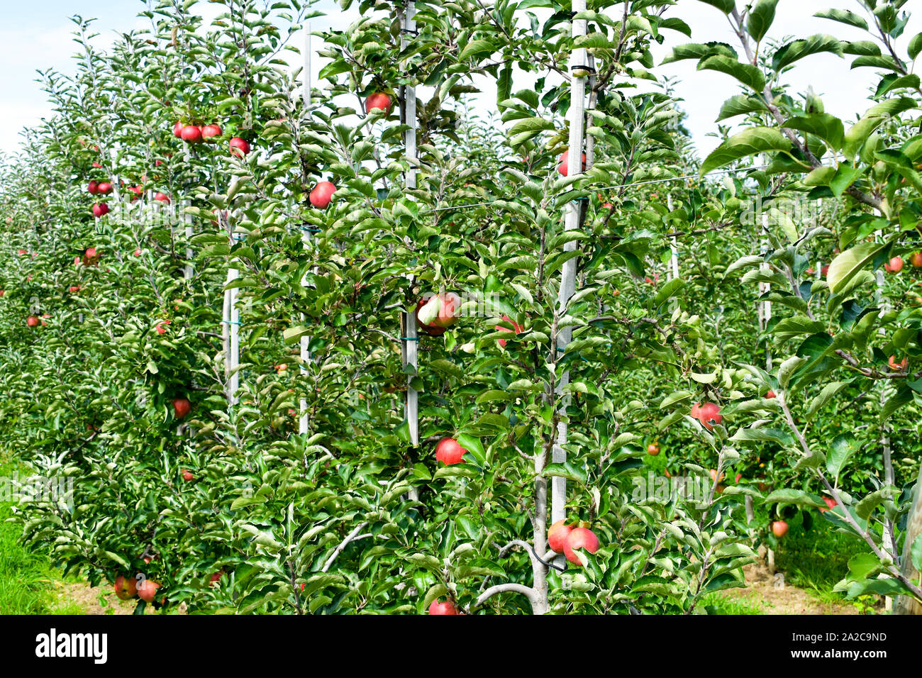 Apple orchard full of riped red fruits Stock Photo - Alamy