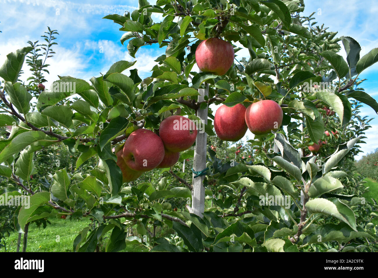 Apple orchard full of riped red fruits Stock Photo - Alamy