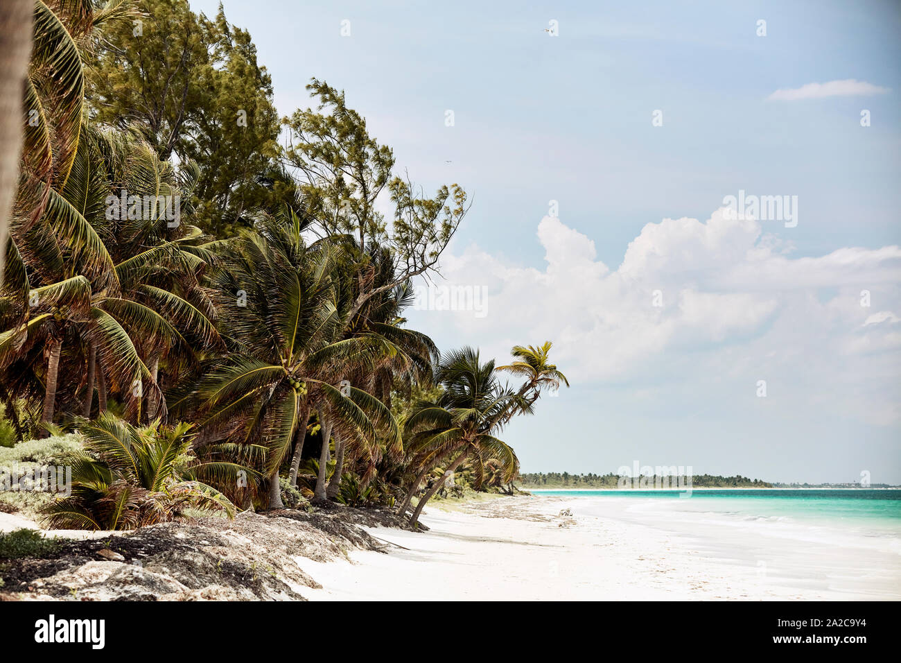 White sandy beach with palm trees on beach hi-res stock photography and ...