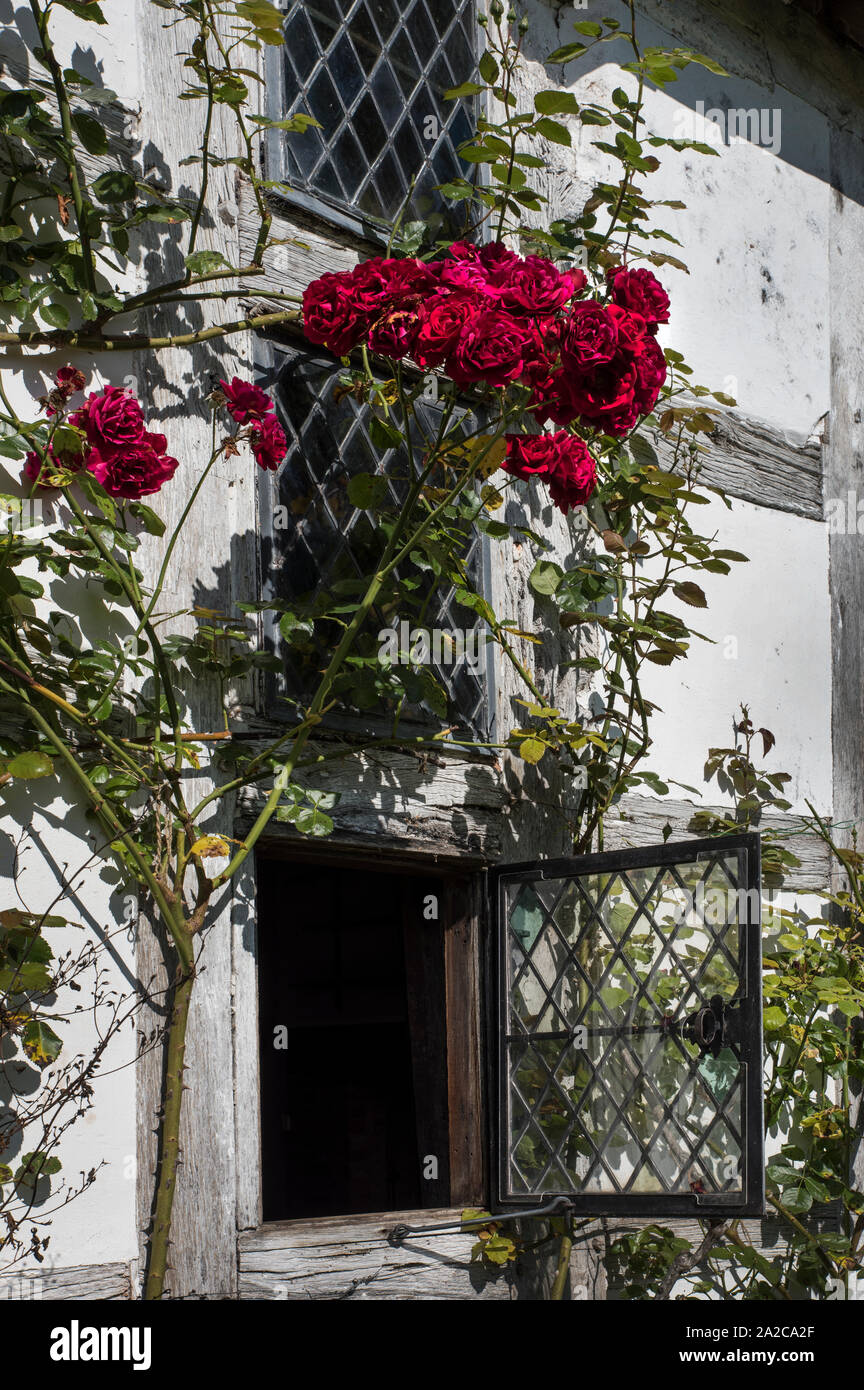 Country cottage roses hi-res stock photography and images - Alamy