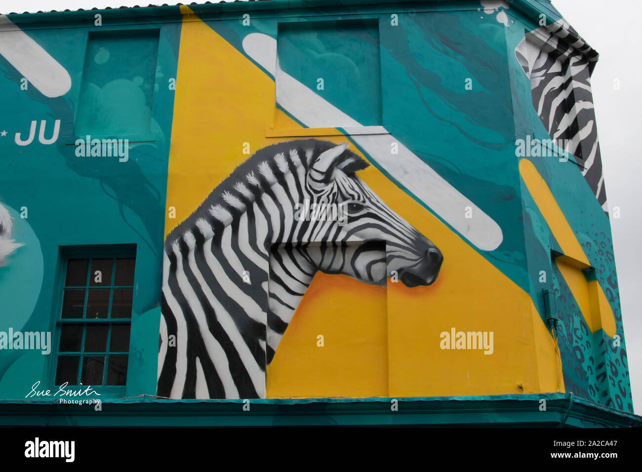 Zebra street art in Brighton, East Sussex UK Stock Photo - Alamy