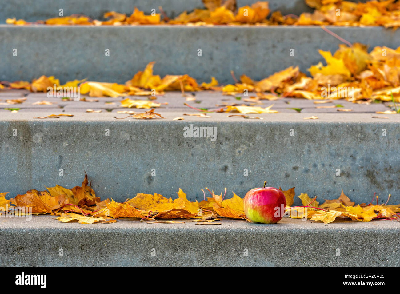 Autumn leaf fall. Yellow leaves and lonely apple on the stone steps ...