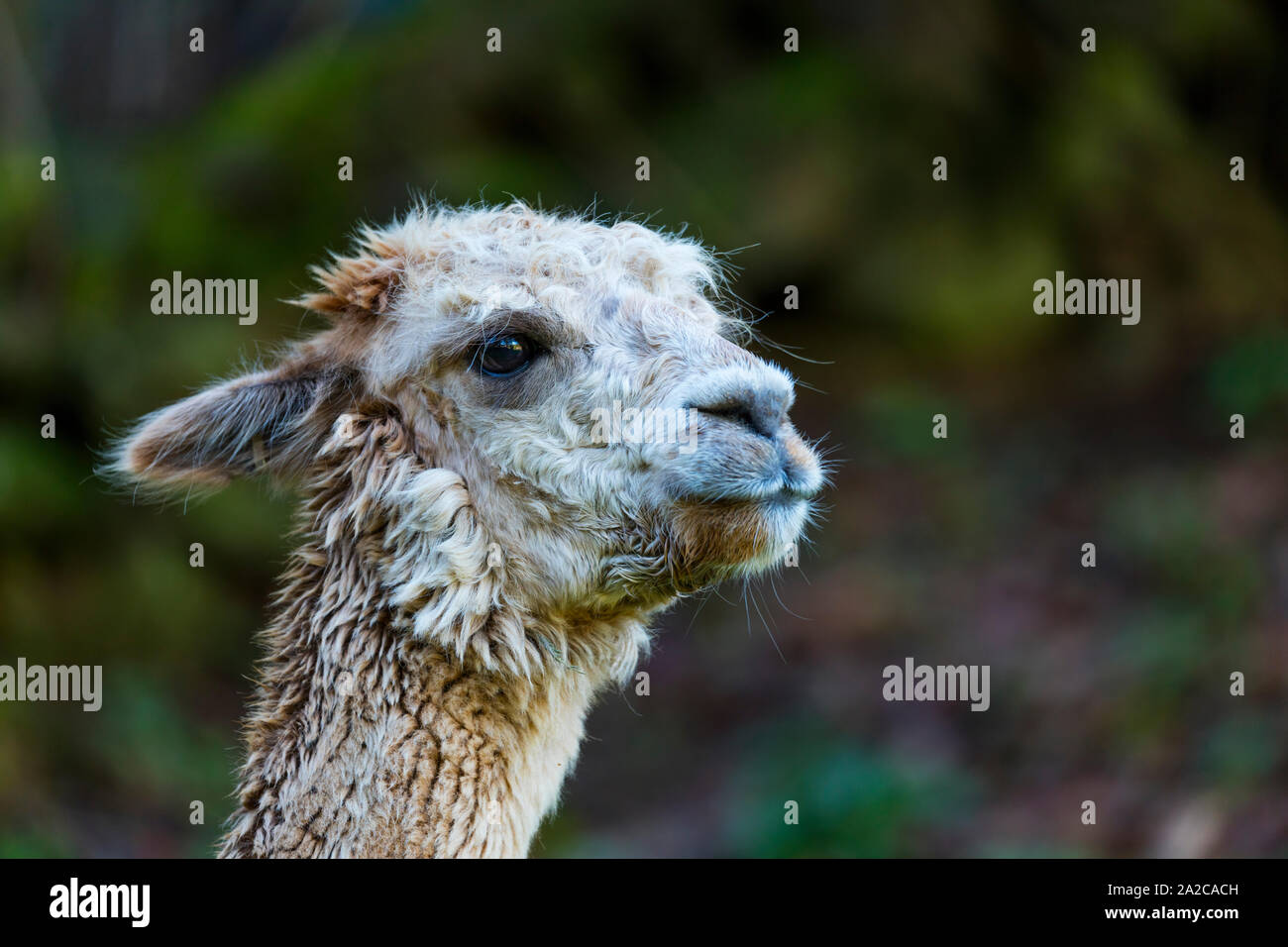 ALPACA (Vicugna pacos). Domesticated species of South American camelid ...