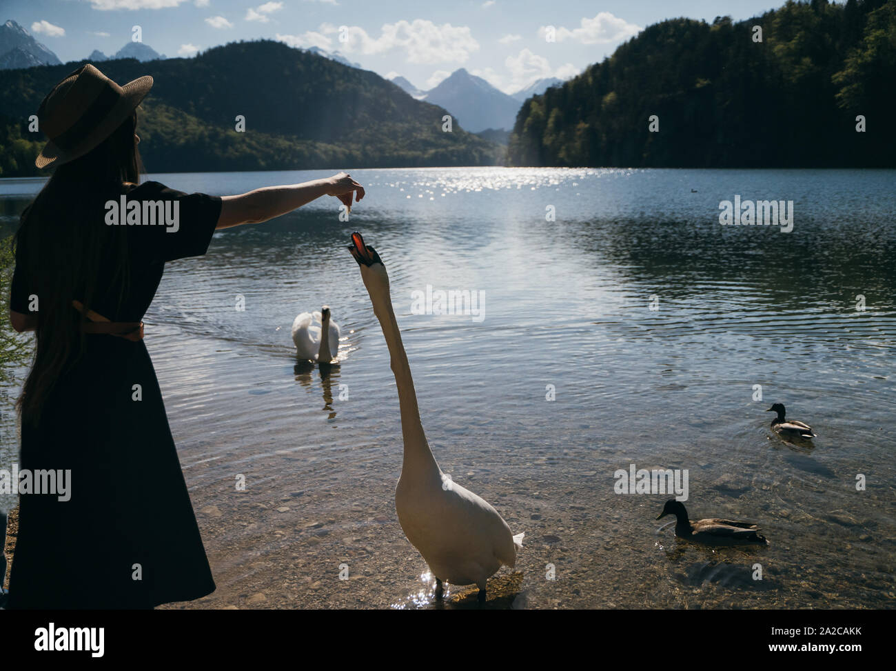 Girl feeds a large white swan on the shore. Swan craned his neck and ...