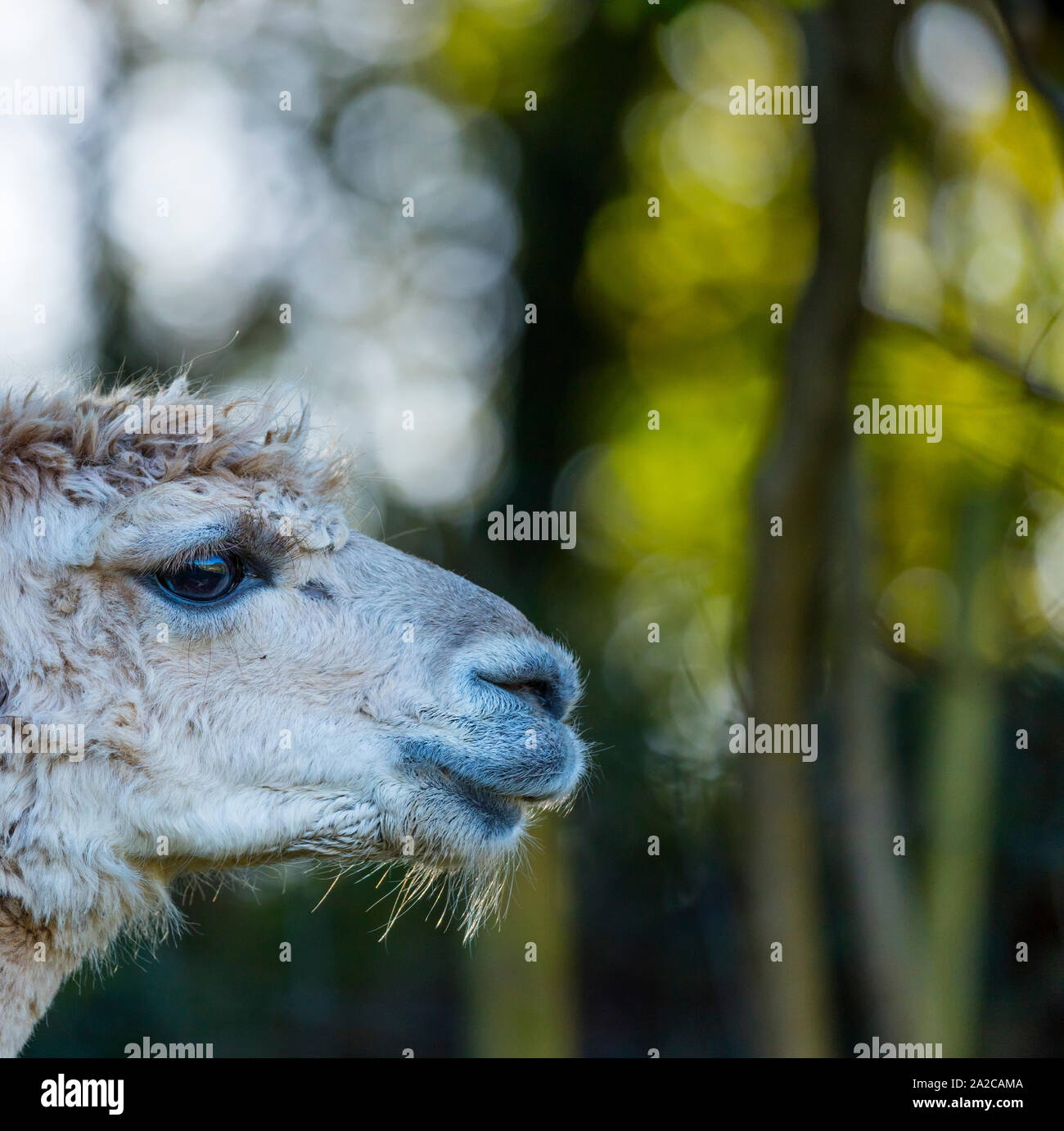 ALPACA (Vicugna pacos). Domesticated species of South American camelid ...