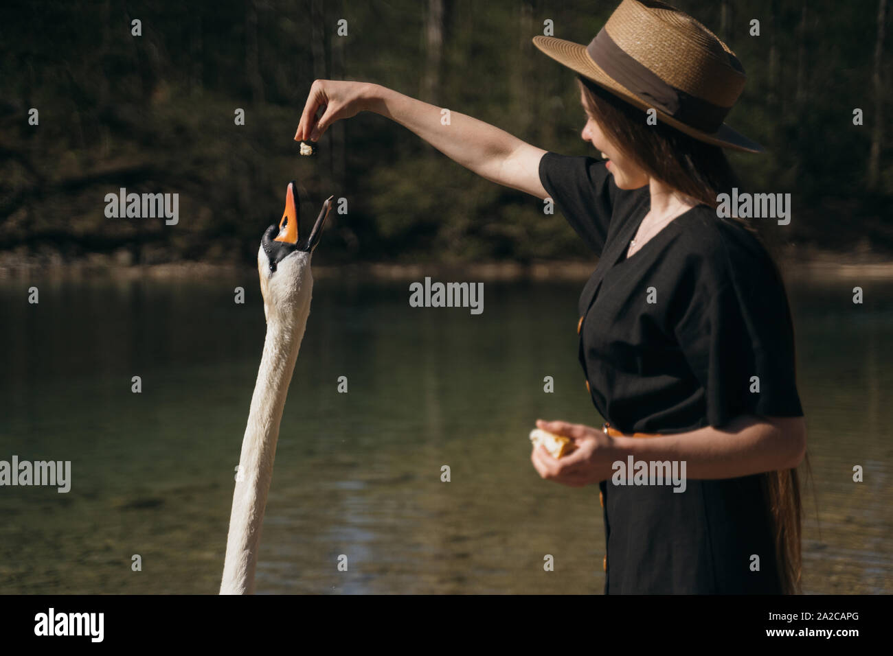Girl feeds a large white swan on the shore. Swan craned his neck and ...