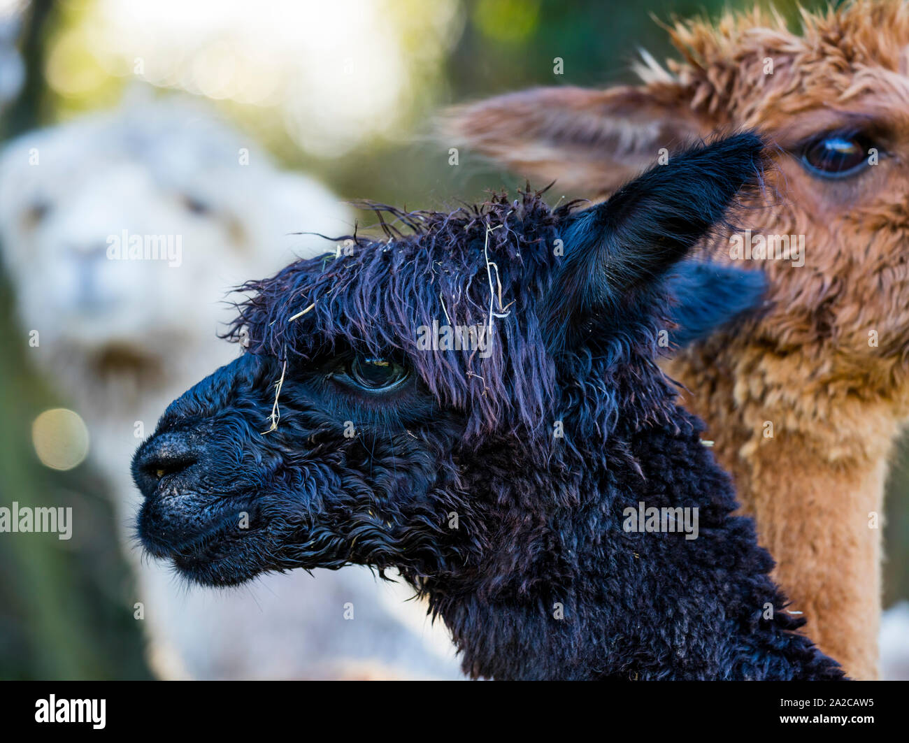 ALPACA (Vicugna pacos). Domesticated species of South American camelid ...