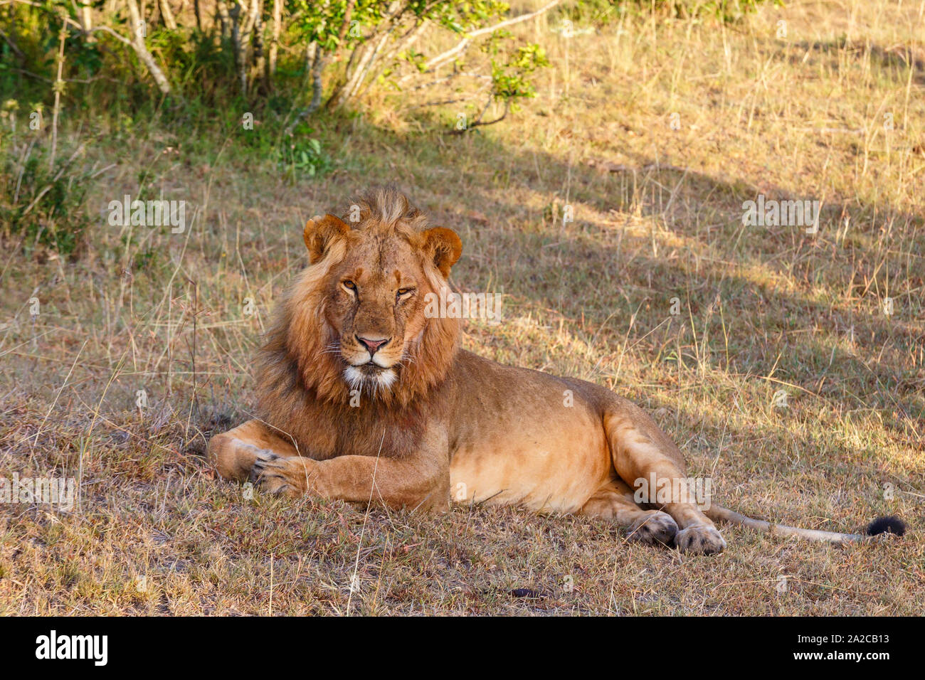Tired Lion male looking at the camera Stock Photo - Alamy