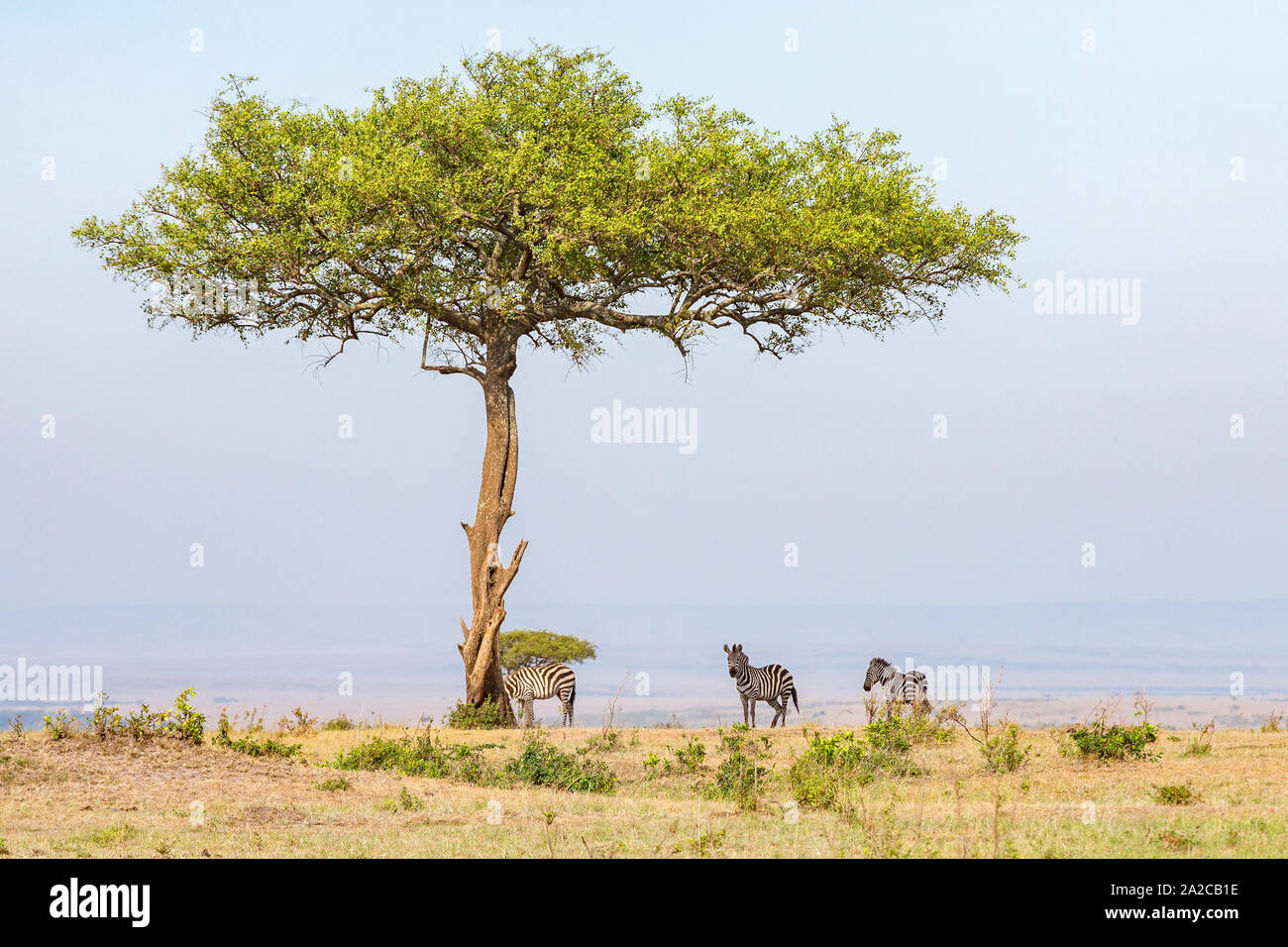Zebra in shade of a tree hi-res stock photography and images - Alamy