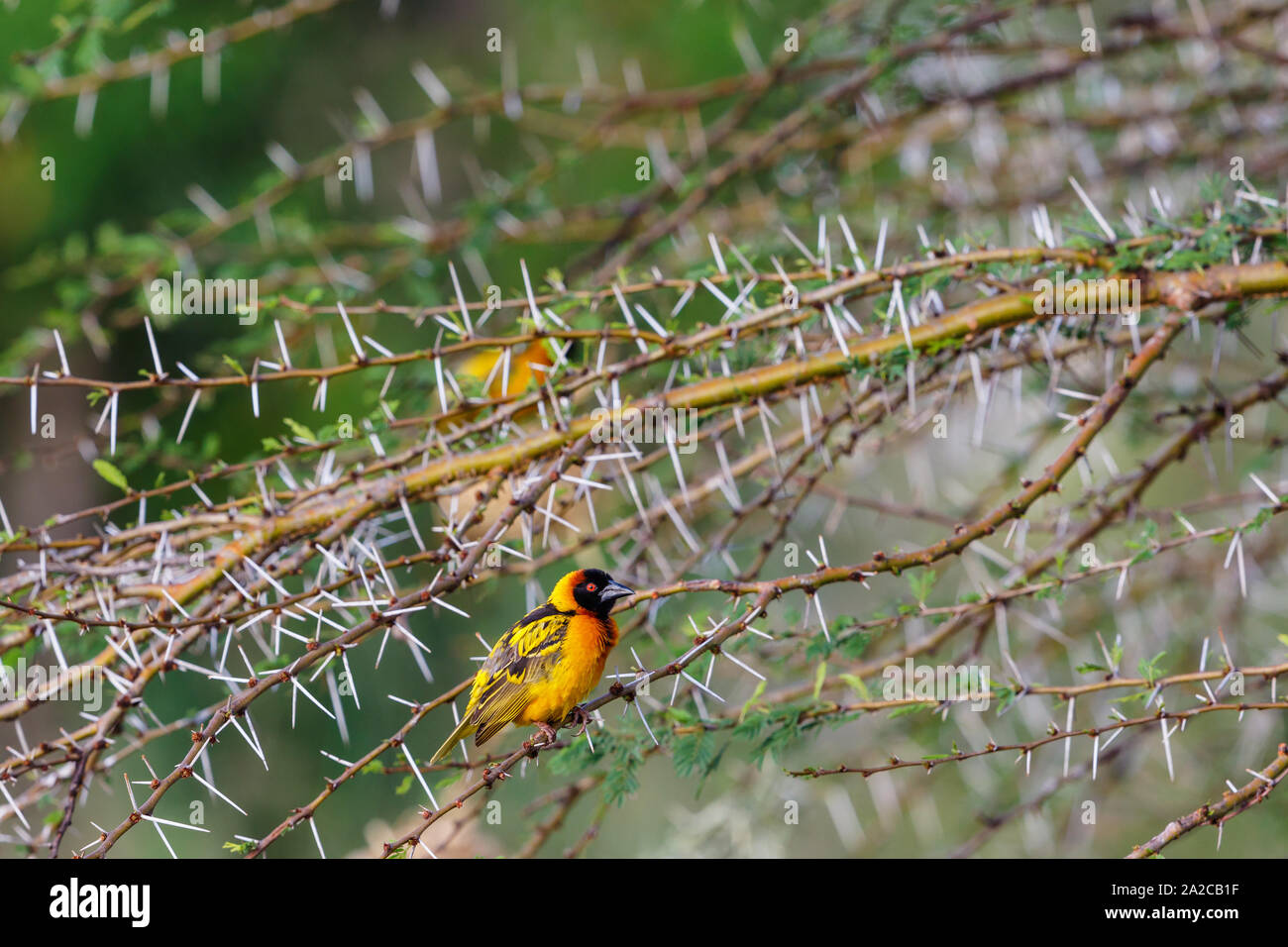 Prickly branches with a Village weaver on a branch Stock Photo - Alamy