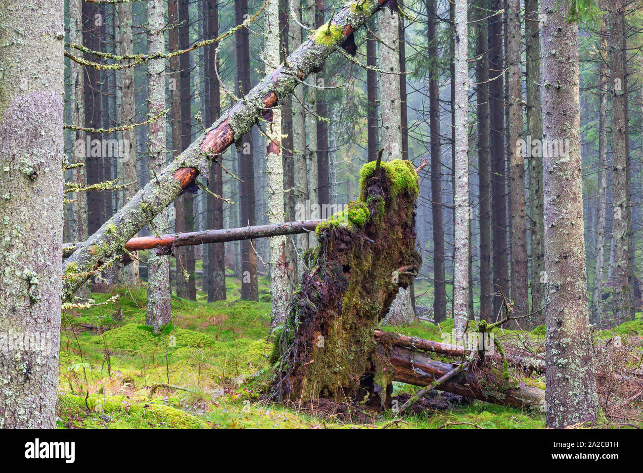 Uprooted tree in a spruce forest Stock Photo - Alamy