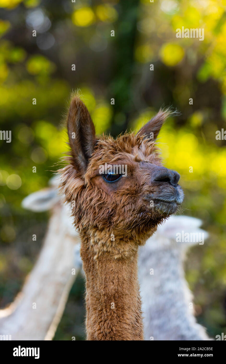 ALPACA (Vicugna pacos). Domesticated species of South American camelid ...