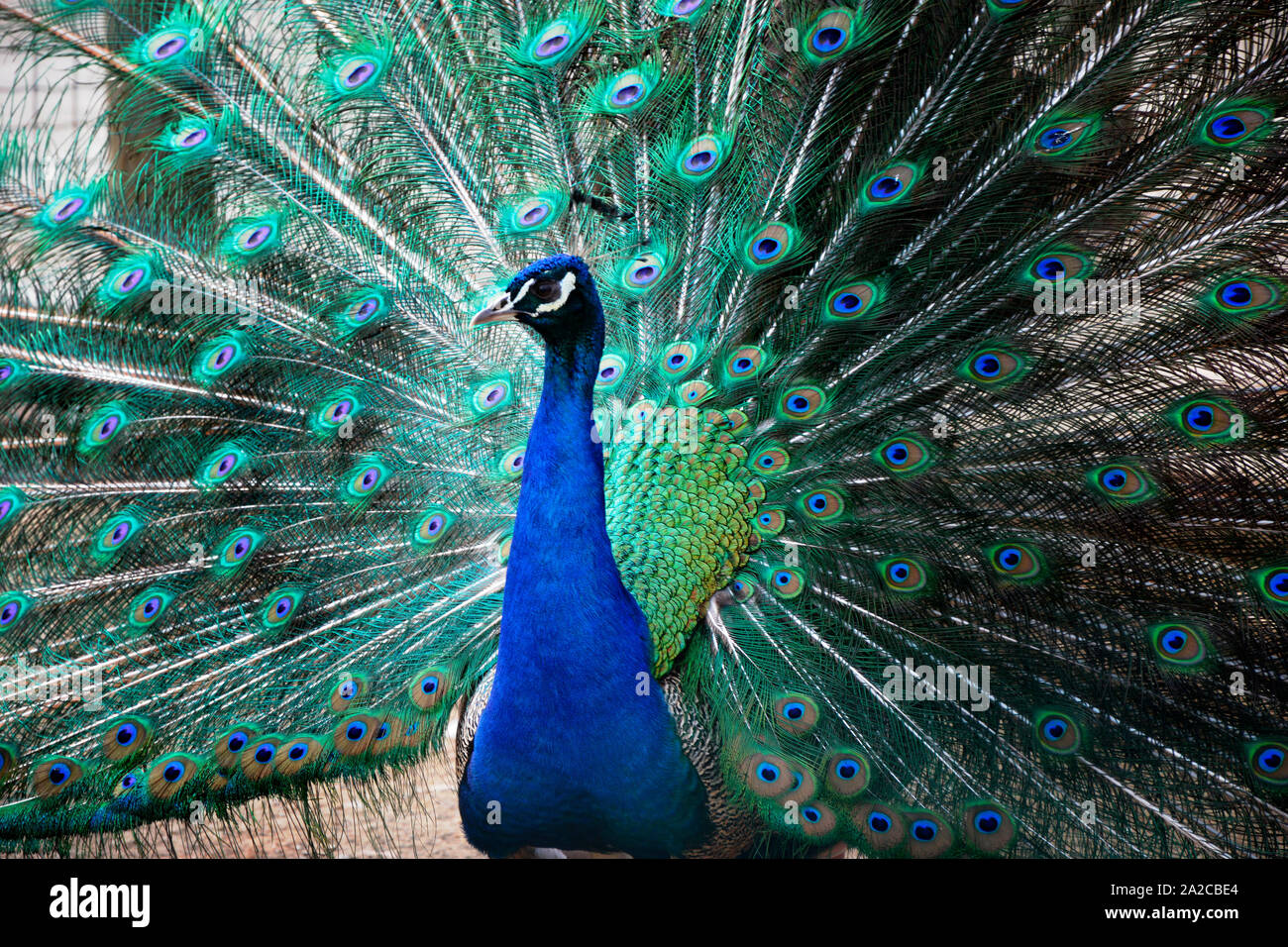 Group peacocks hi-res stock photography and images - Alamy