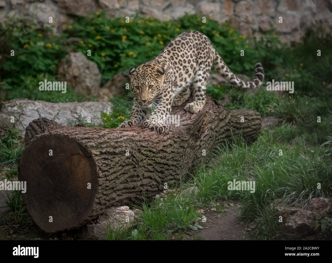 Angry jaguar hi-res stock photography and images - Alamy