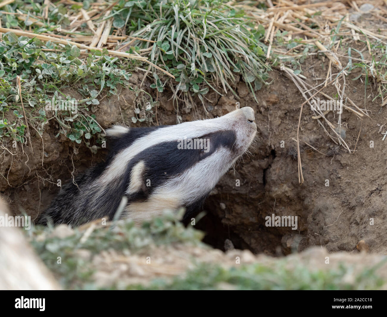 Badger out of set hi-res stock photography and images - Alamy