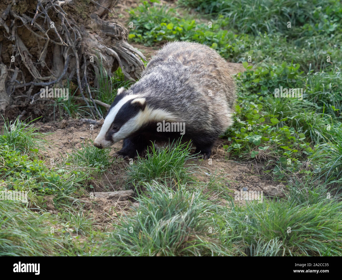 Badger out of set hi-res stock photography and images - Alamy