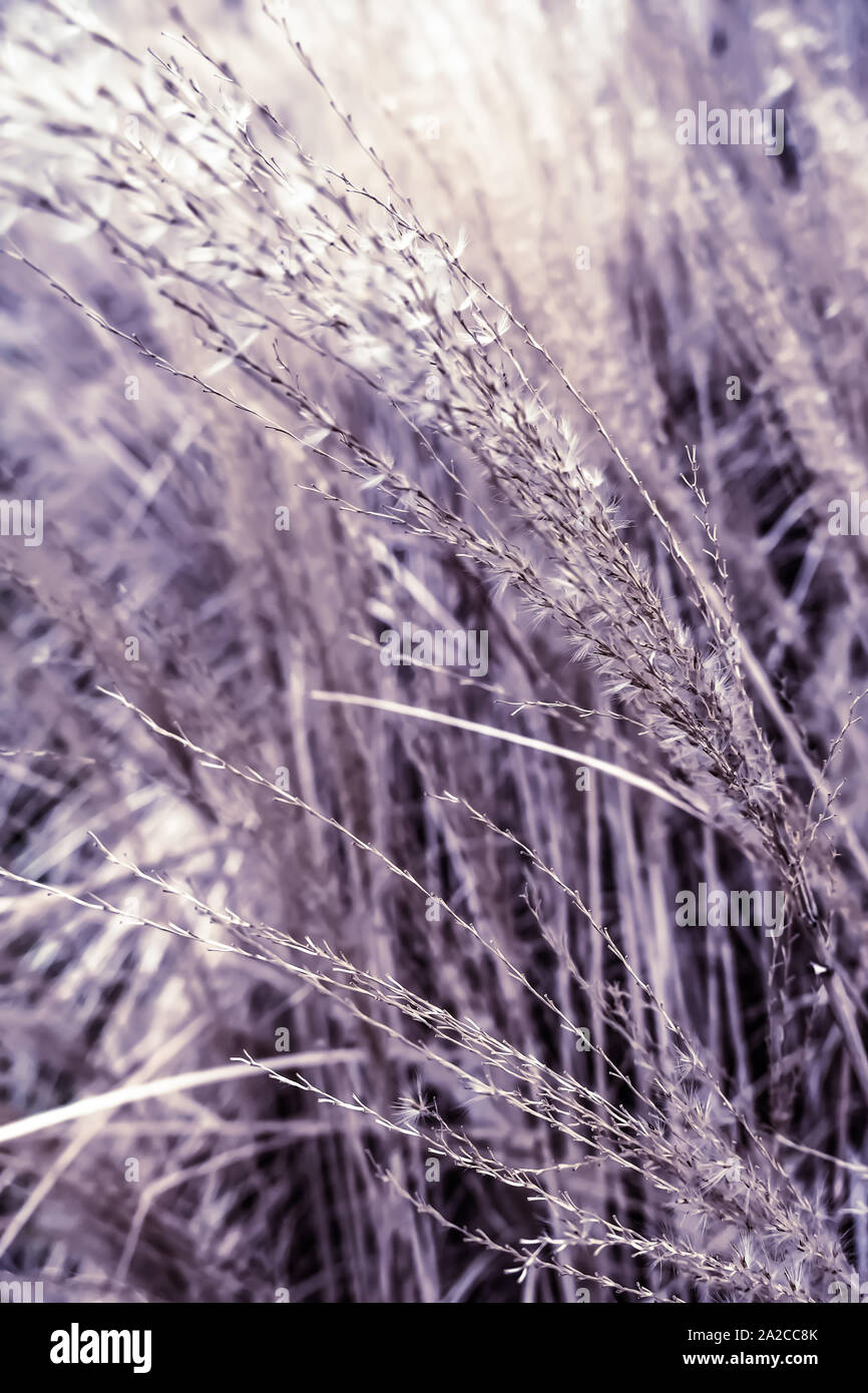 Rural landscape, pastel backdrop and environmental design concept ...