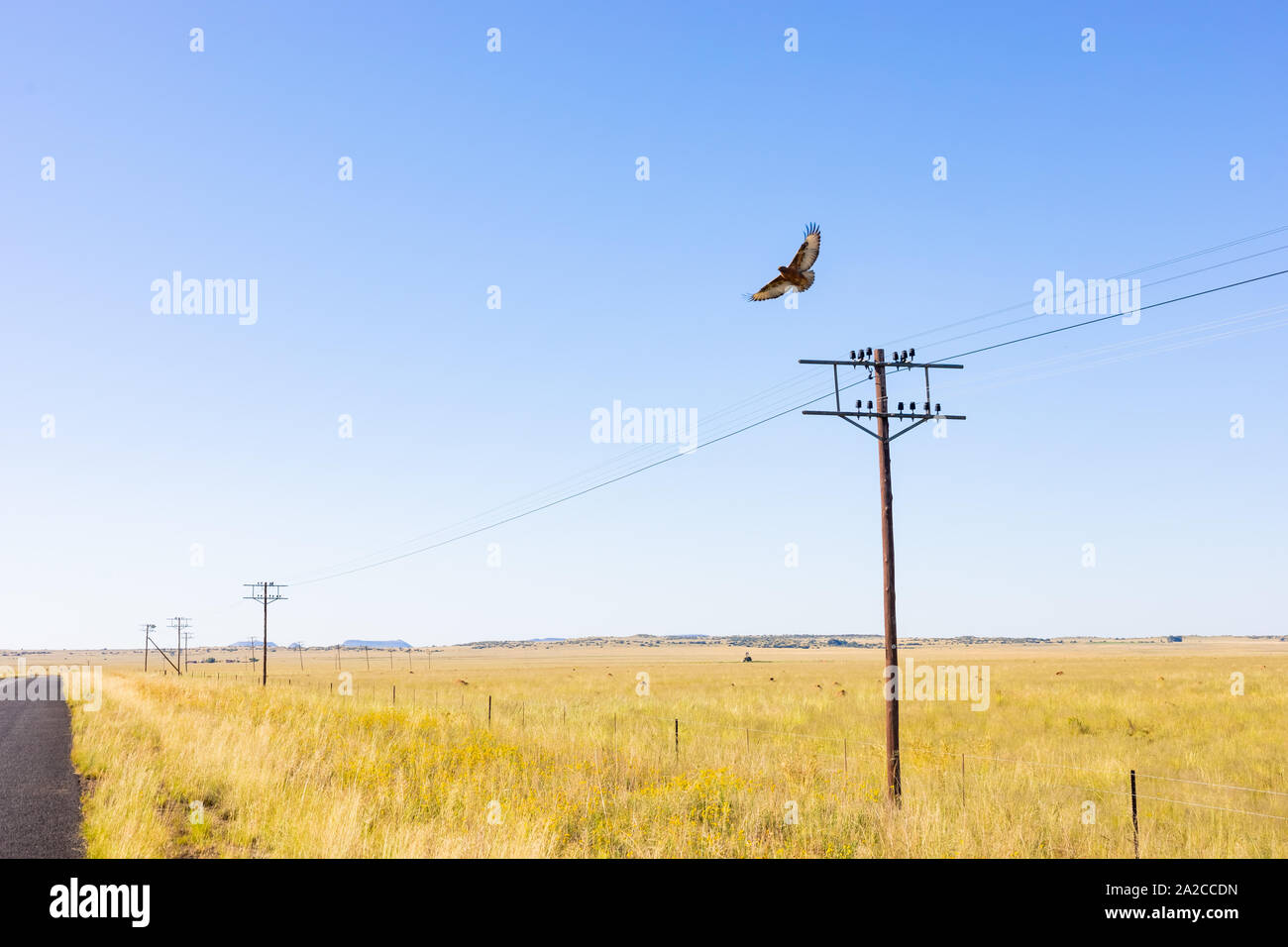 Raptor flying over Power lines in Rural Grassland Farming Area of the ...